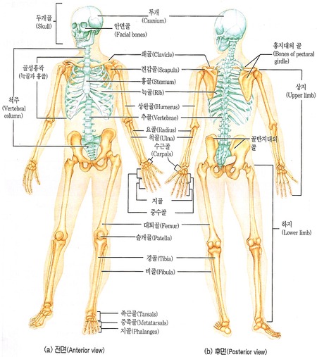 인체의 기본적 구성 골격계 뼈의 종류11 네이버 블로그