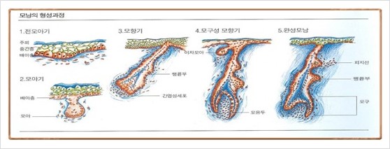트리콜로지스트가이드건강한두피모발 트리콜로지스트가 알아야할 모발의 태생 모발의 발생 네이버 블로그