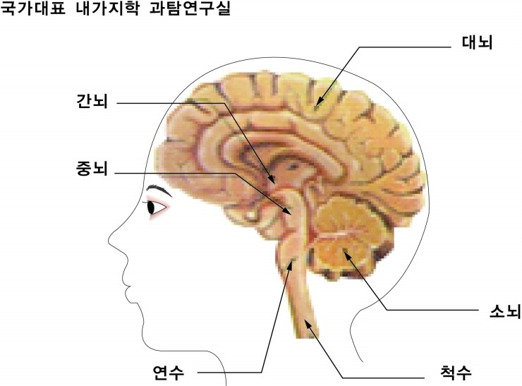 뇌의 기능과 구조대뇌소뇌간뇌연수 And 재미로 보는 고3의 뇌구조 네이버 블로그