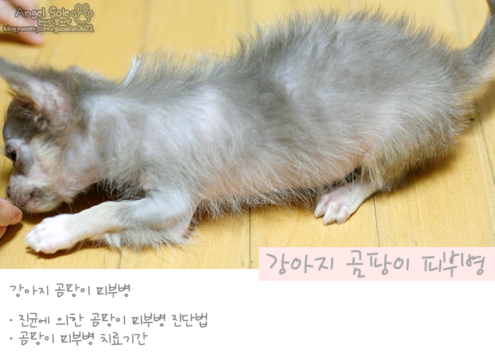 【강아지 고양이 곰팡이 피부병 치료법치료기간】강아지 피부병중에 가장 끈질긴 곰팡이 피부병링웜에 대해 알아봐요~ 네이버 블로그