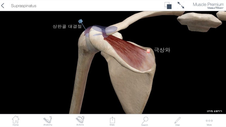 상지대의 근 삼각근 극상근 극하근 대원근 견갑하근 네이버 블로그