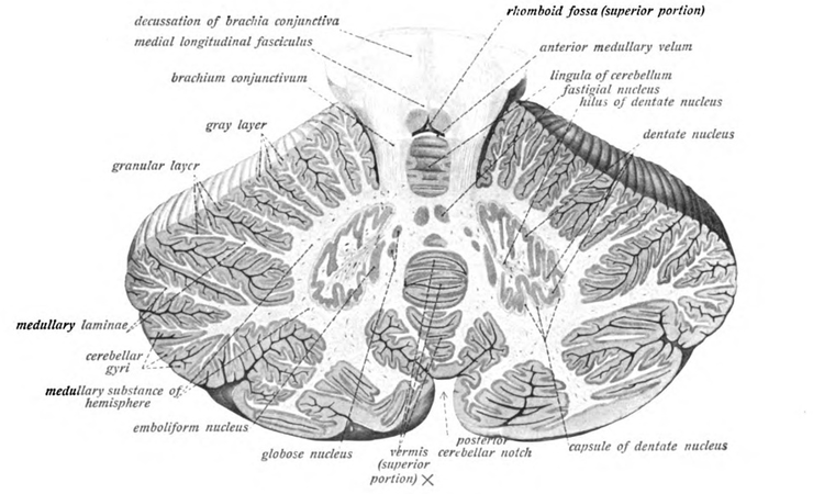 소뇌와 그 연결경로 소뇌의 겉모습 구조 Purkinje Cell Layer Grannular Layer 소뇌겉질의 기능