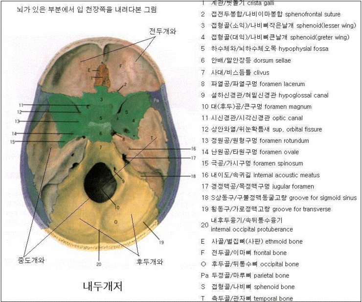 섬유이형성증•편평상피암•후신경모세포종감각신경모세포종•미분화세포•미분화세포암•신경능선신경능•비강종양•협부종창•두개저암•편도비대