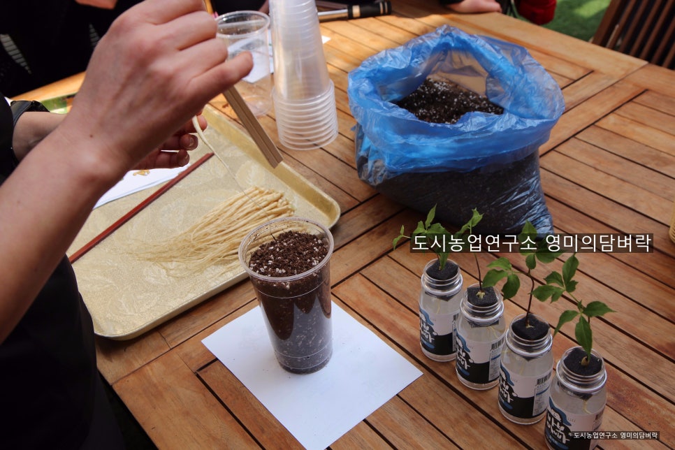 물로 새싹인삼 키우기 새싹삼 재배 정말 쉽네요 네이버 블로그