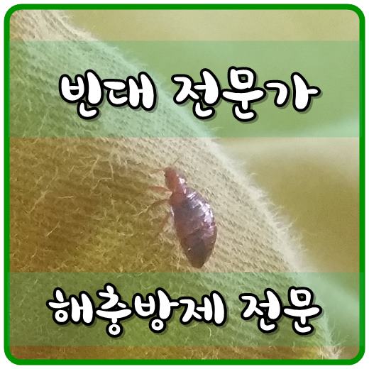 빈대제거전문 단체기숙사숙소빈대잘잡는곳 방역소독해충방제전문 벼룩빈대진드기개미바퀴먼지다듬이전문 네이버 블로그