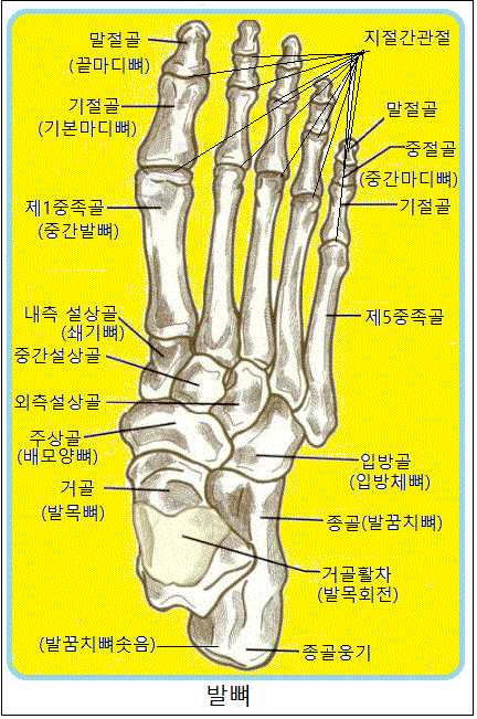 발목뼈원위열족근골원위열•발목뼈근위열족근골근위열•근위열•원위열•첫째쐐기뼈안쪽쐐기뼈제1설상골•둘째쐐기뼈중간쐐기뼈제2설상골