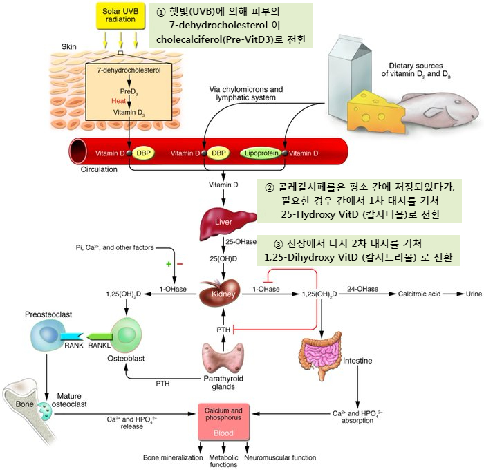 비타민 D 보충제 Vs 햇빛 어떤게 좋을까 네이버 블로그