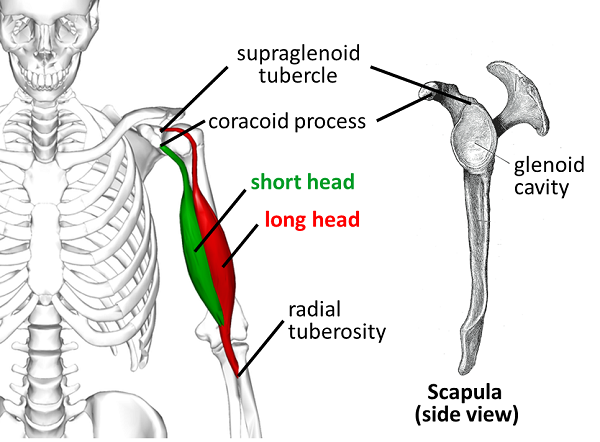Biceps Brachii Muscle : 네이버 블로그