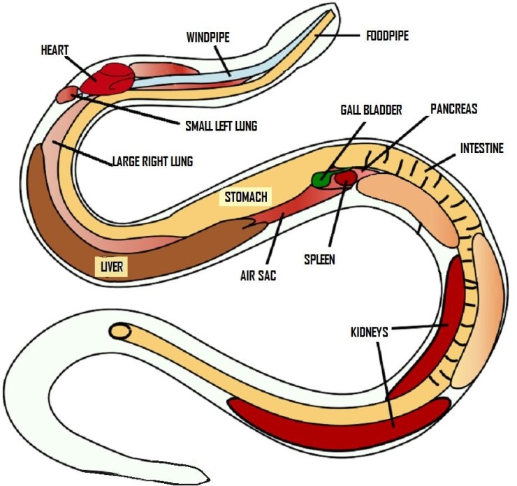 Snake Nervous System Diagram So, About Ghost Spirals...