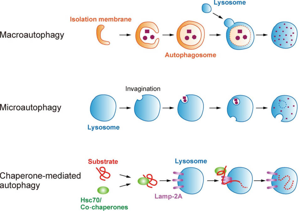 Autophagy(자가포식/자가소화작용) : 네이버 블로그