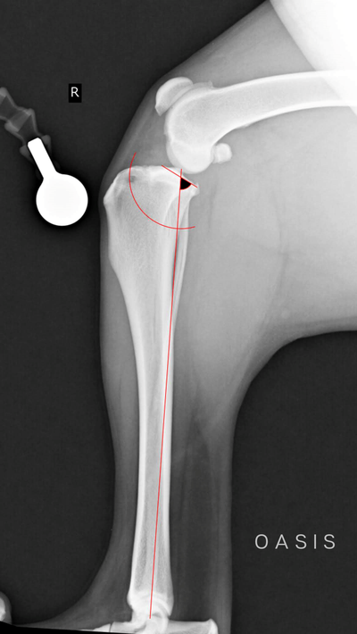 십자인대 파열 진단과 수술; 관절경+TPLO 수술 | 오아시스 정형외과 신경외과 동물병원